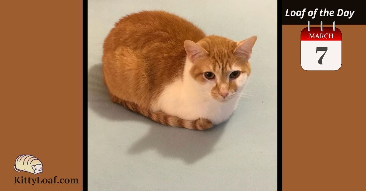 Loaf of the Day – 3/7/21 - Kitty Loaf