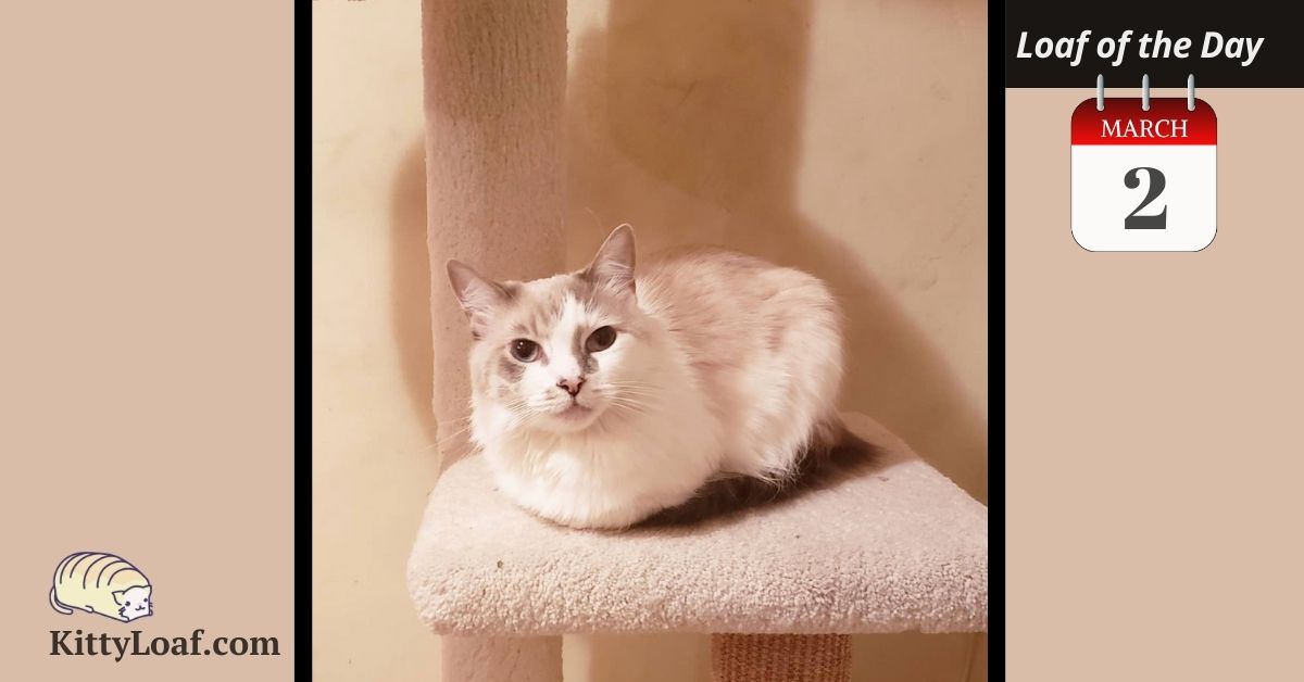 Loaf of the Day – 3/2/21 - Kitty Loaf