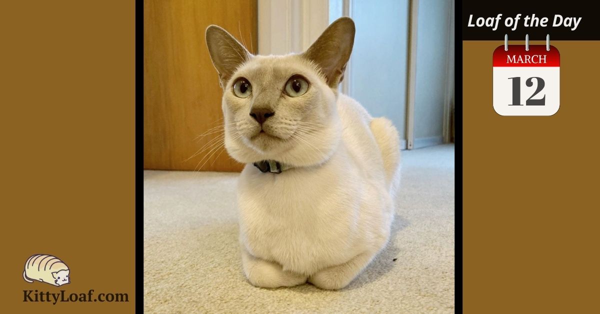 Loaf of the Day – 3/12/21 - Kitty Loaf