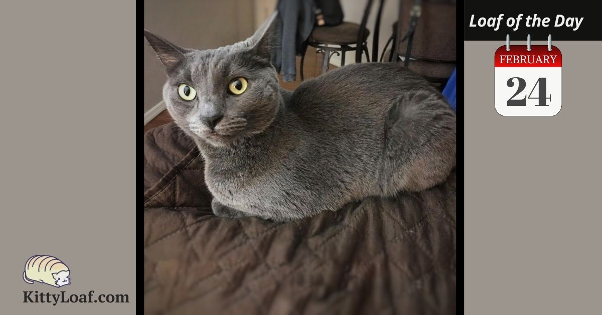 Loaf of the Day – 2/24/21 - Kitty Loaf