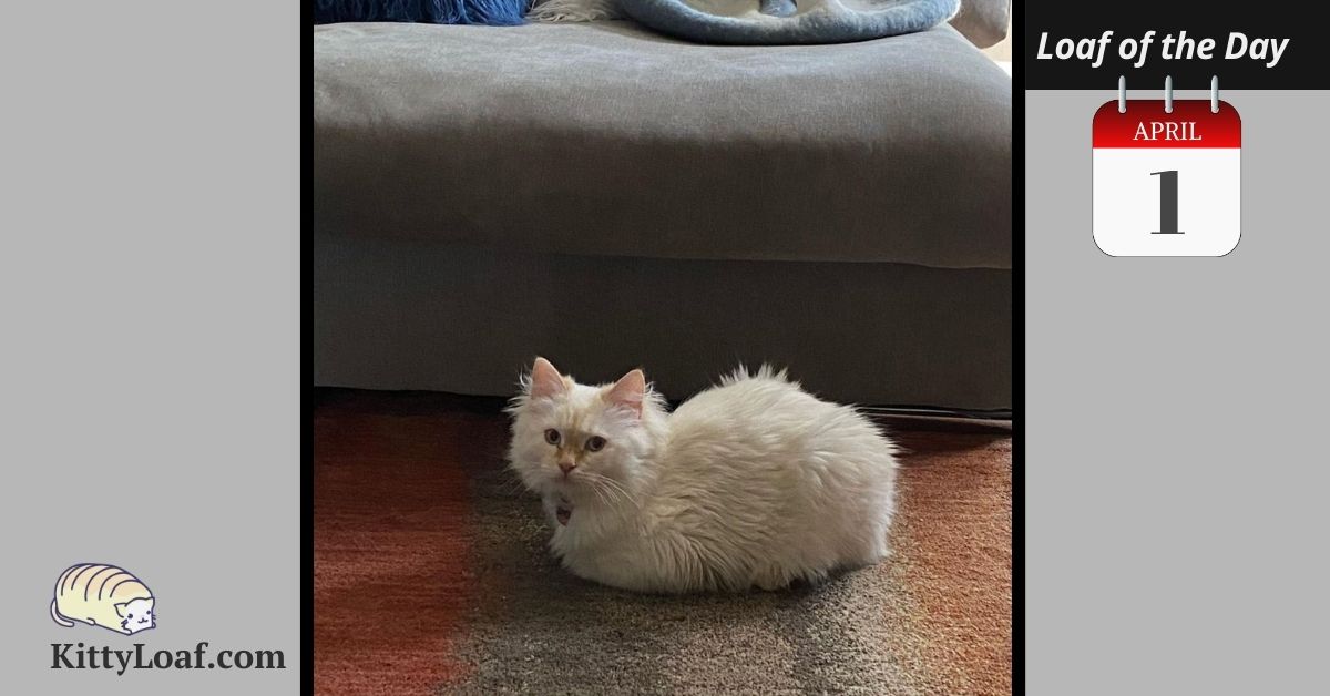 Loaf of the Day – 4/1/21 - Kitty Loaf