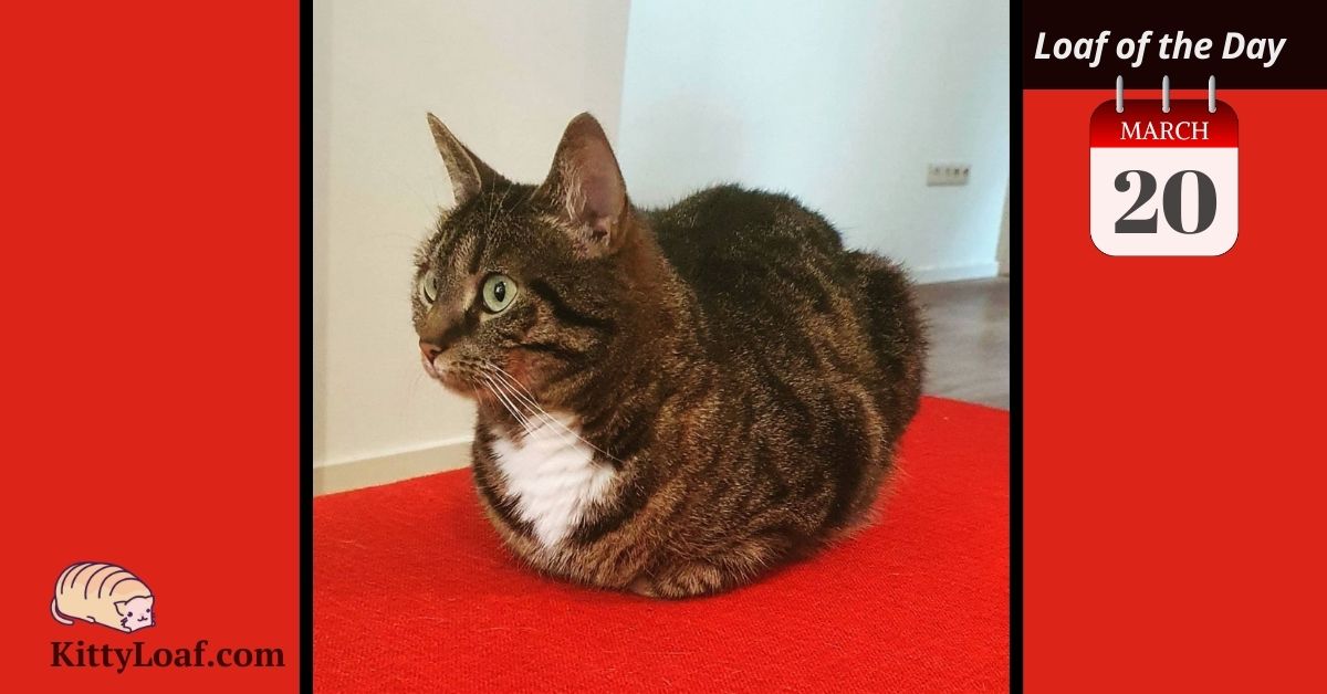 Loaf of the Day – 3/20/21 - Kitty Loaf