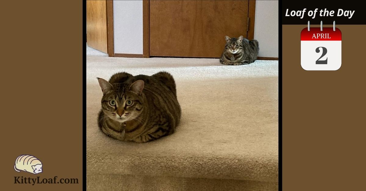 Loaf of the Day – 4/2/21 - Kitty Loaf