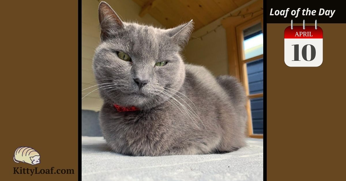 Loaf of the Day – 4/10/21 - Kitty Loaf