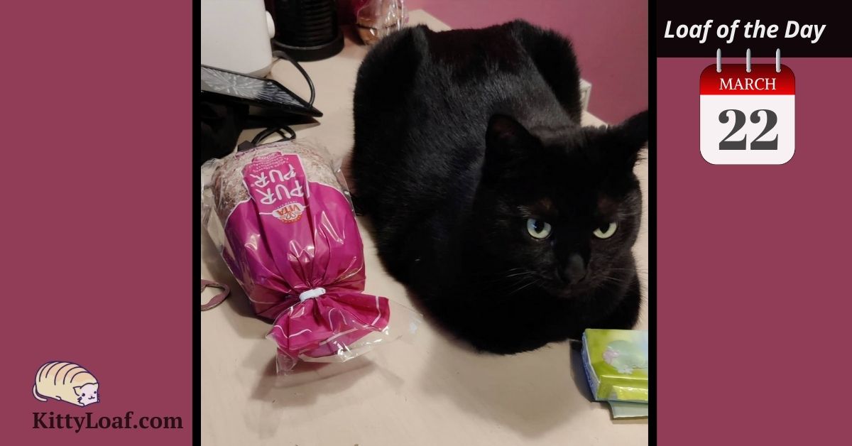 Loaf of the Day – 5/5/18 - Kitty Loaf
