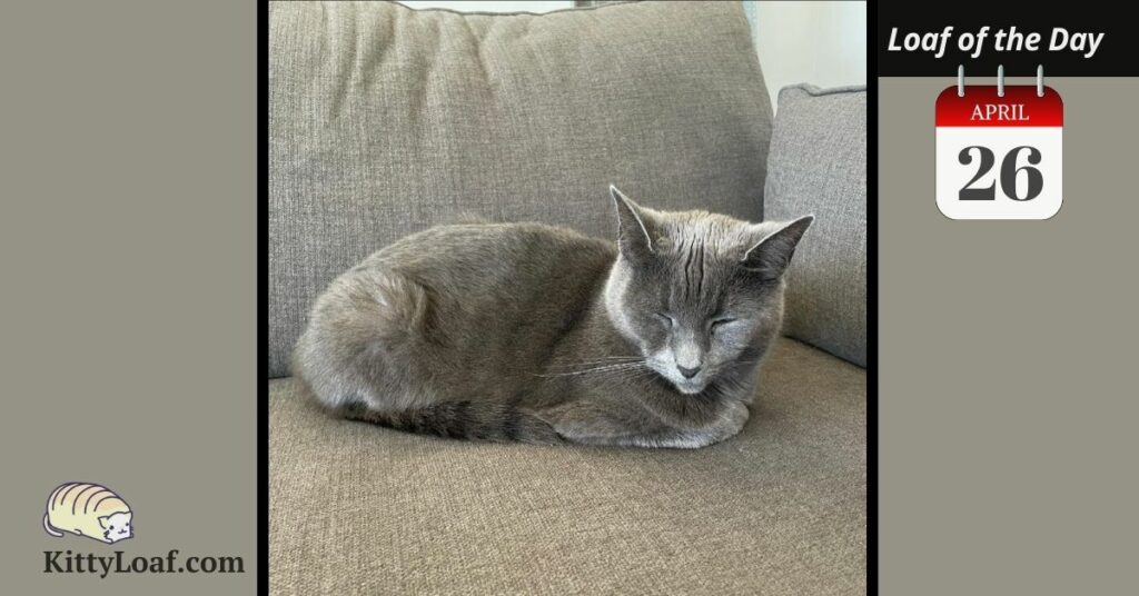 Loaf of the Day - 3/28/17 - Kitty Loaf