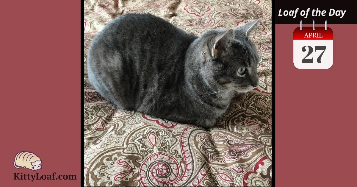 Loaf of the Day – 4/27/21 - Kitty Loaf