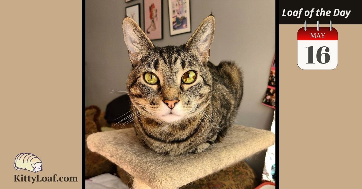 Loaf of the Day – 2/27/18 - Kitty Loaf