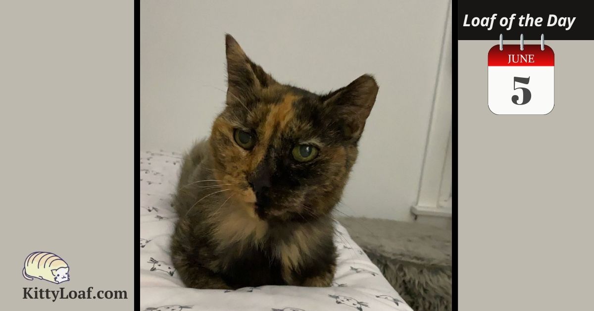 Loaf of the Day – 11/22/17 - Kitty Loaf