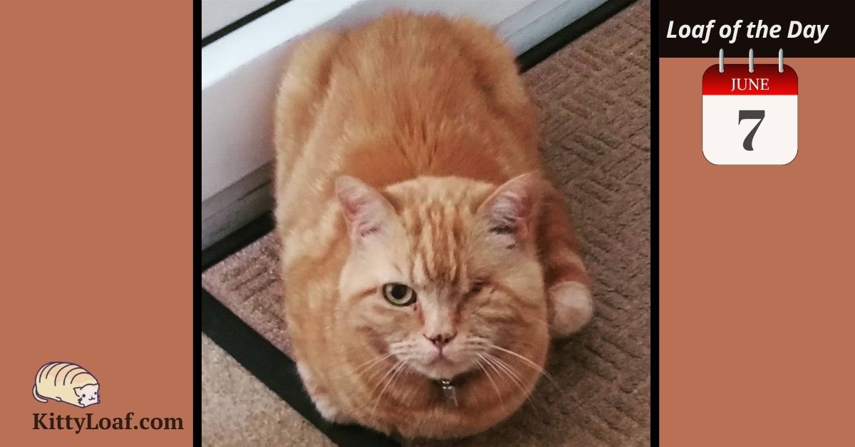 Loaf of the Day – 6/7/21 - Kitty Loaf