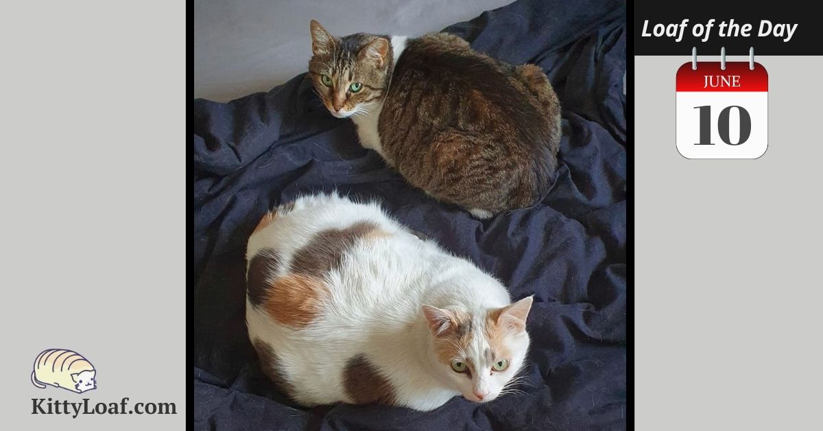 Loaf of the Day - 3/28/17 - Kitty Loaf