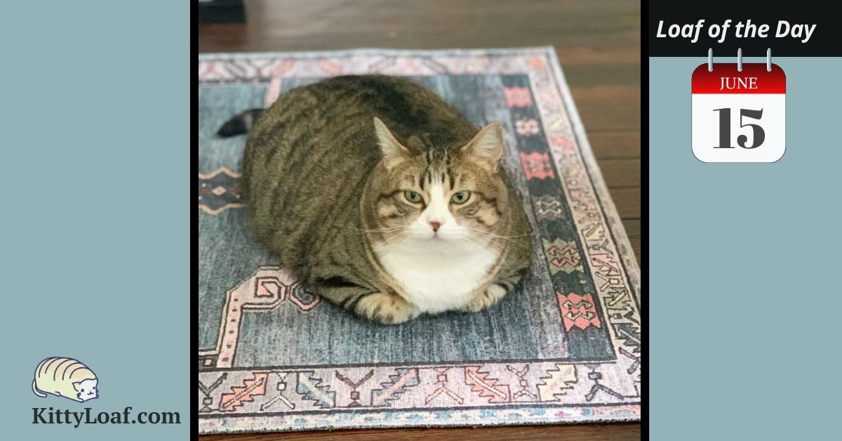 Loaf of the Day – 6/15/21 - Kitty Loaf