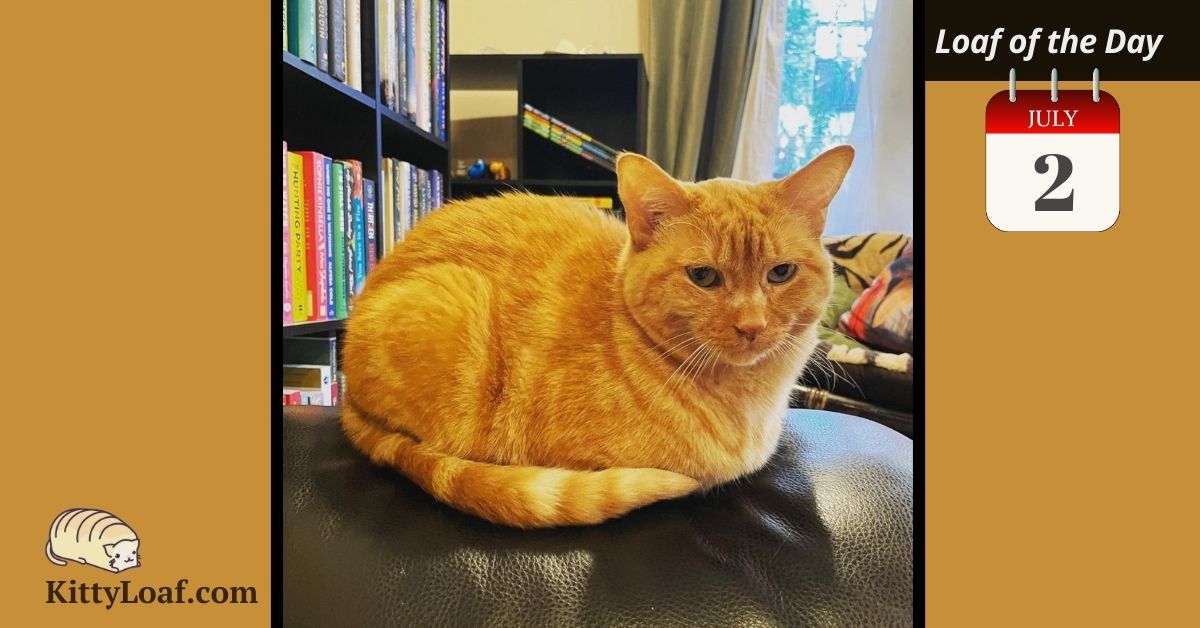 Loaf of the Day – 7/14/17 - Kitty Loaf