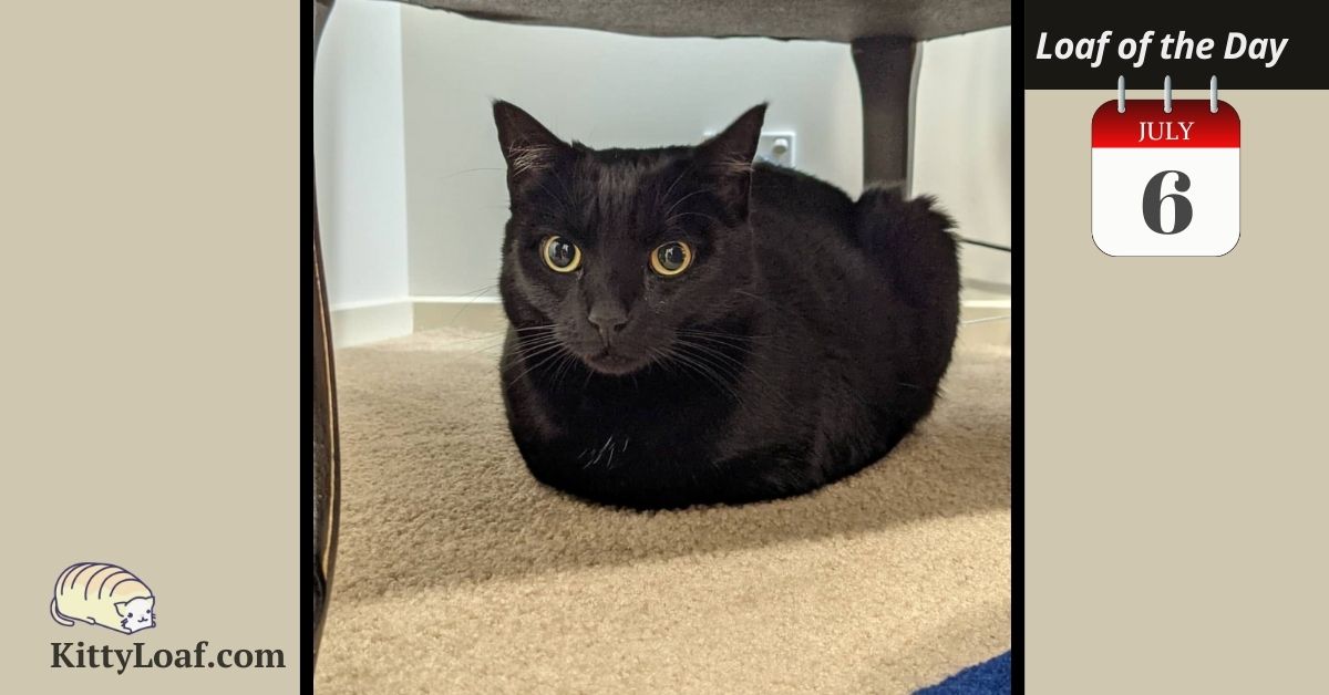 Loaf of the Day – 7/6/21 - Kitty Loaf