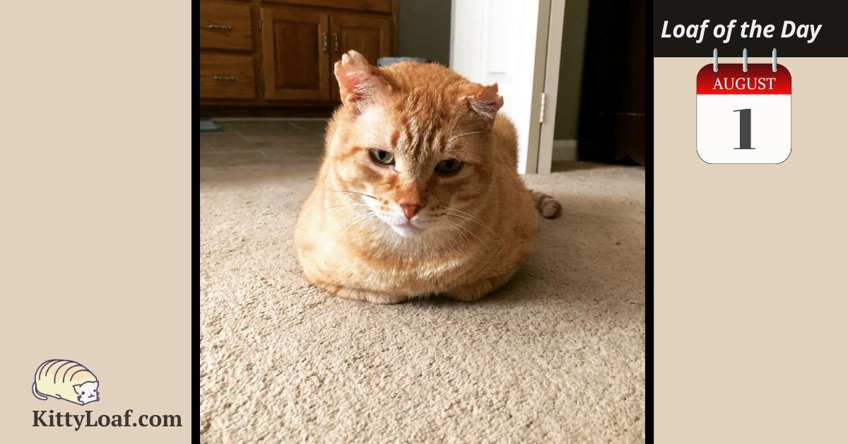 Loaf of the Day – 8/8/17 - Kitty Loaf