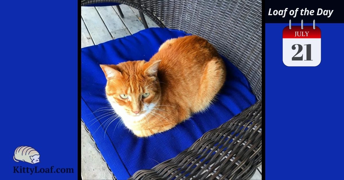 Loaf of the Day – 6/7/18 - Kitty Loaf