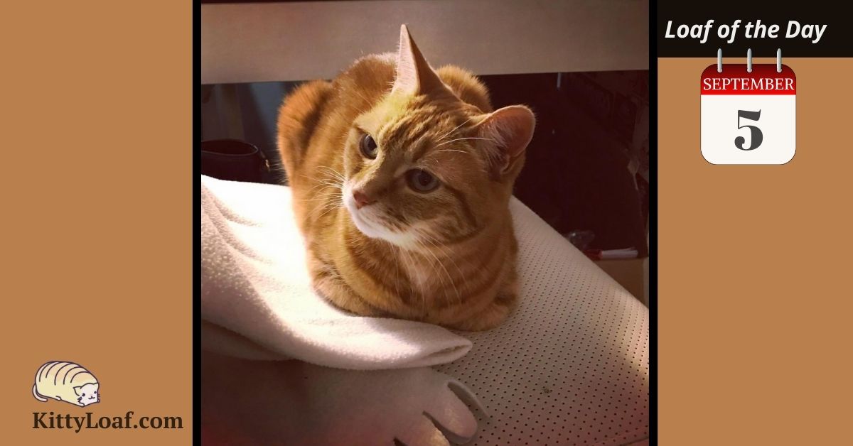 Loaf of the Day – 8/8/17 - Kitty Loaf