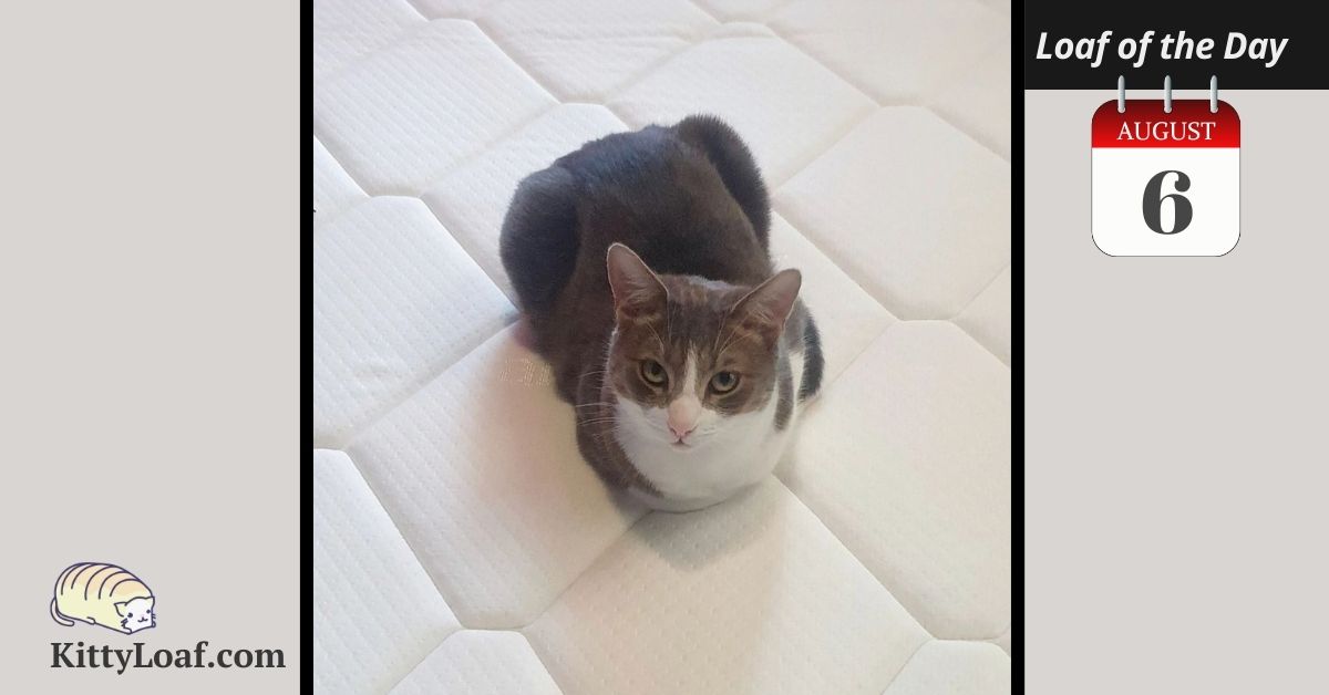 Loaf of the Day – 8/6/21 - Kitty Loaf
