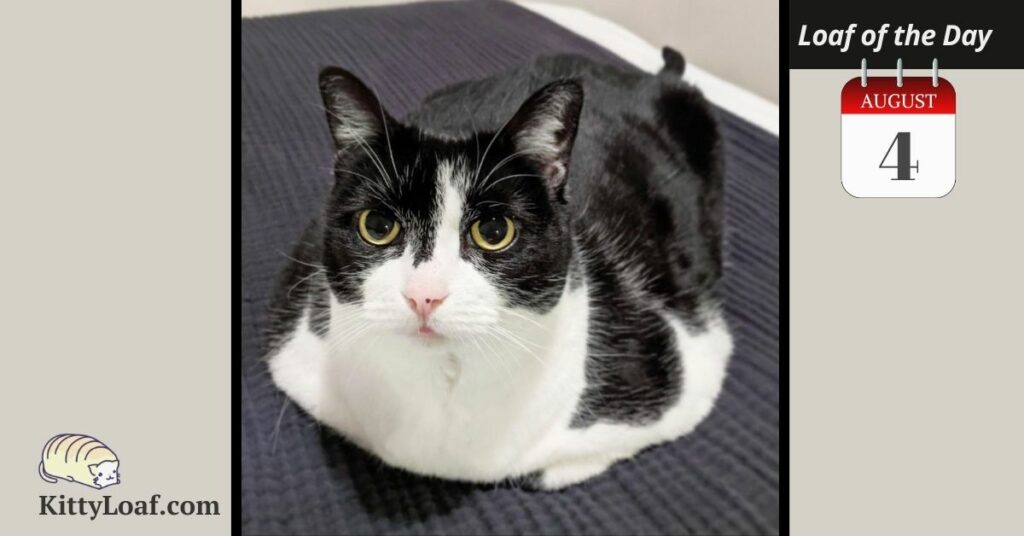 Loaf of the Day – 11/22/17 - Kitty Loaf