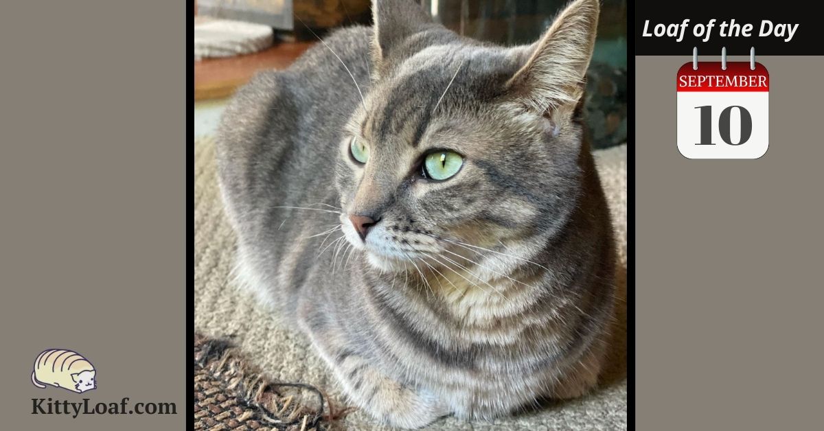 Loaf of the Day – 9/10/21 - Kitty Loaf