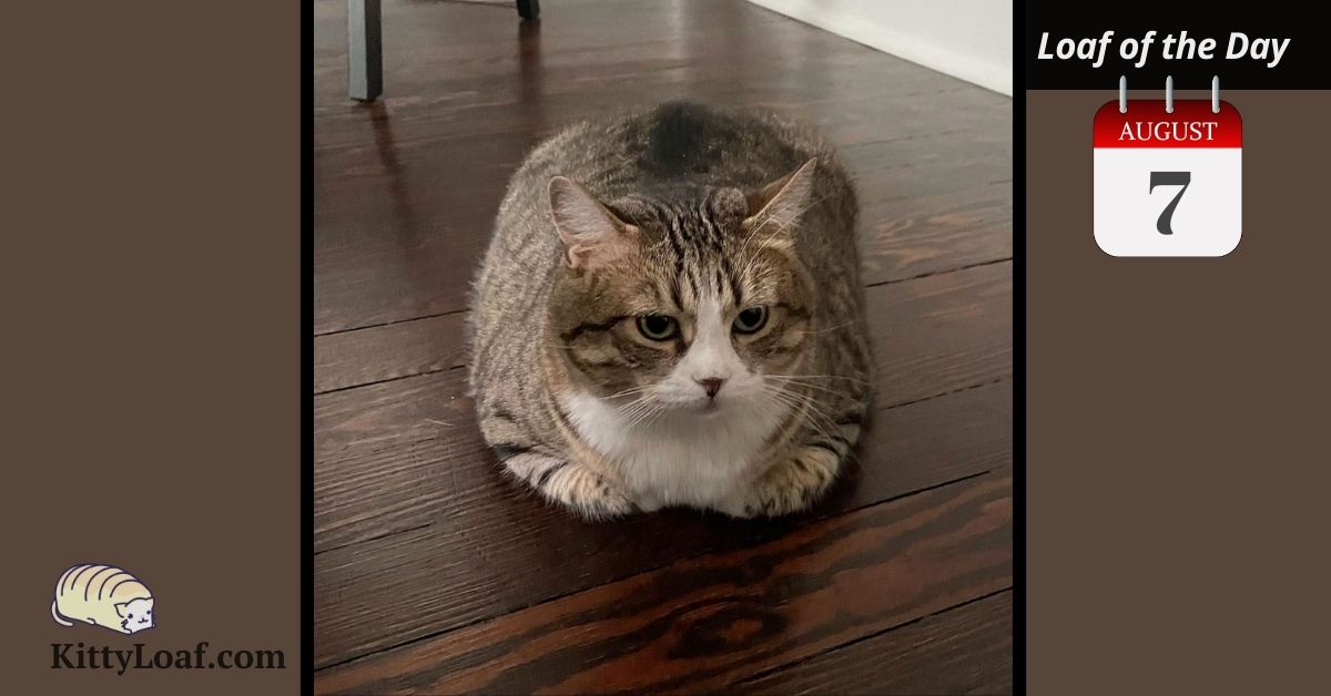 Loaf of the Day – 8/7/21 - Kitty Loaf
