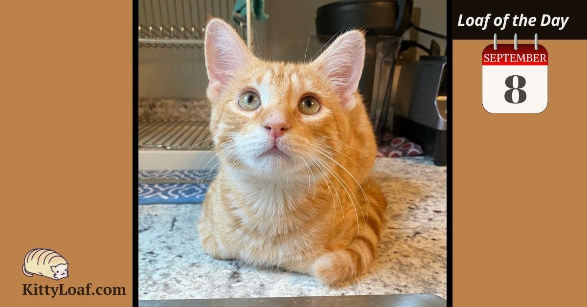 Loaf of the Day – 9/8/21 - Kitty Loaf