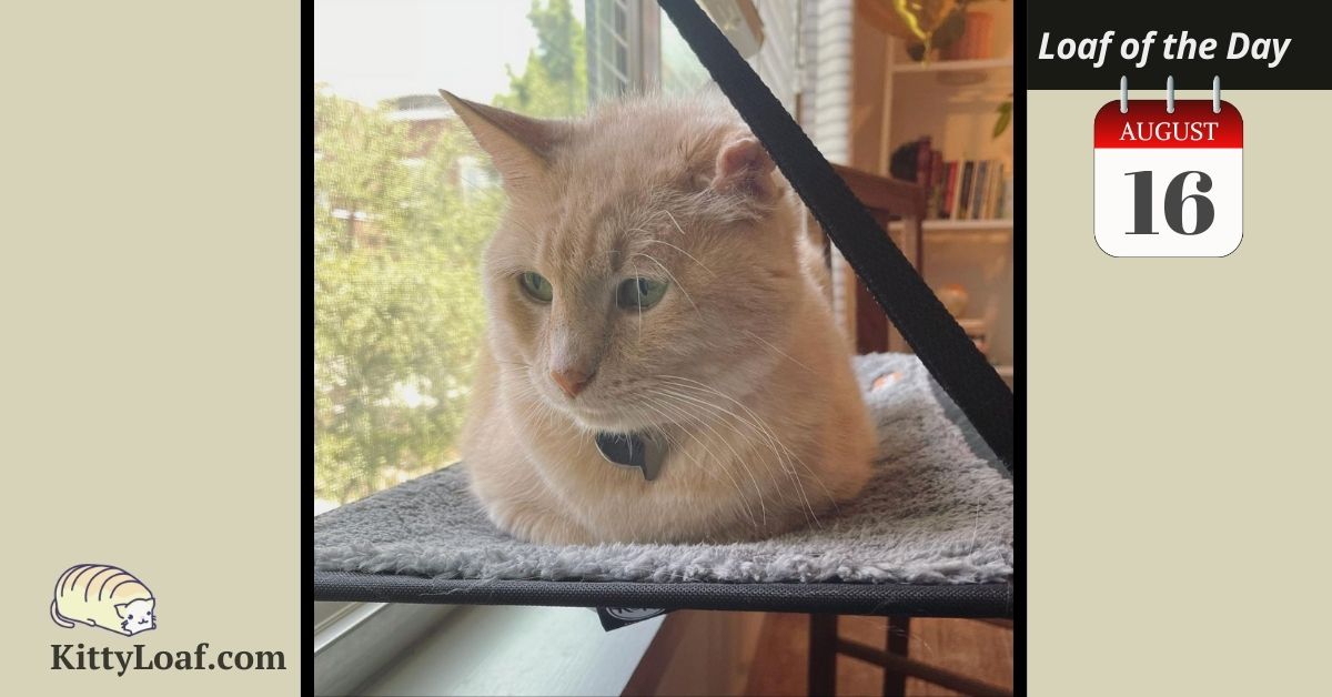 Loaf of the Day – 3/8/18 - Kitty Loaf