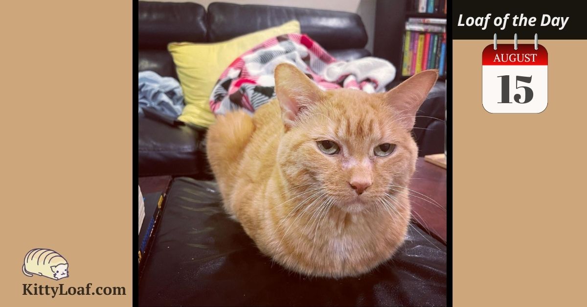 Loaf of the Day – 8/15/21 - Kitty Loaf