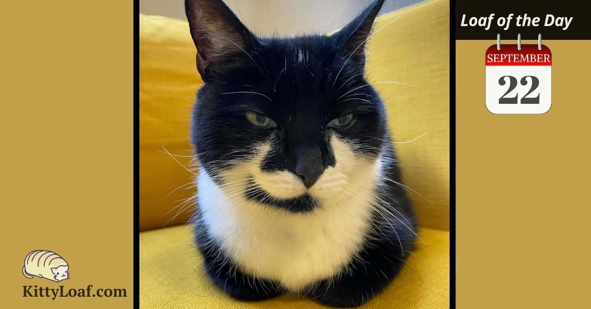 Loaf of the Day - 11/13/16 - Kitty Loaf