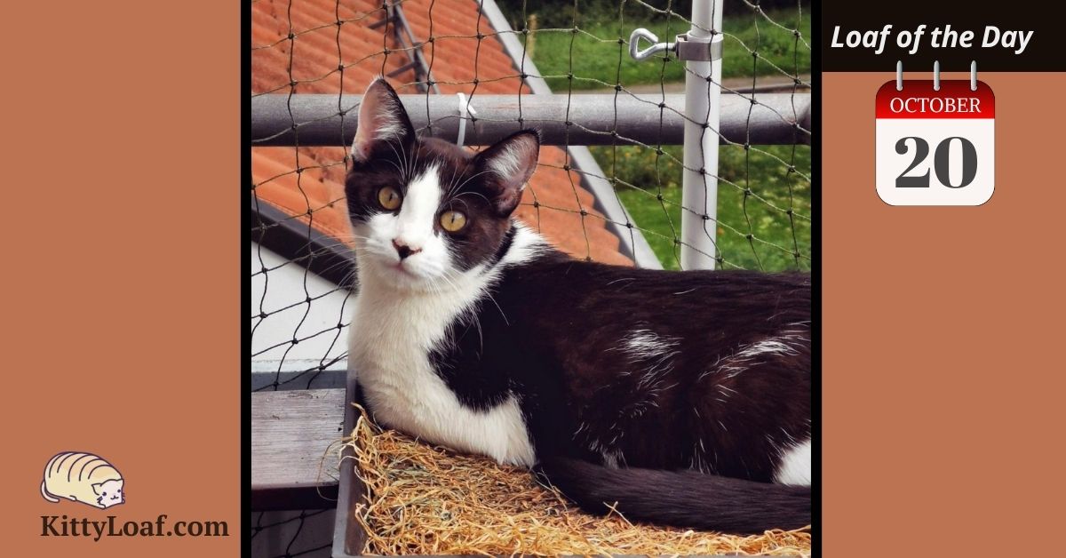 Loaf of the Day – 10/20/21 - Kitty Loaf