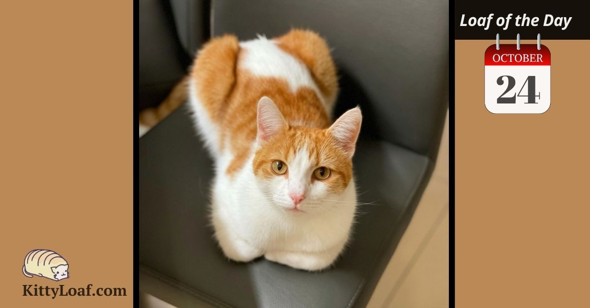 Loaf of the Day – 10/24/21 - Kitty Loaf