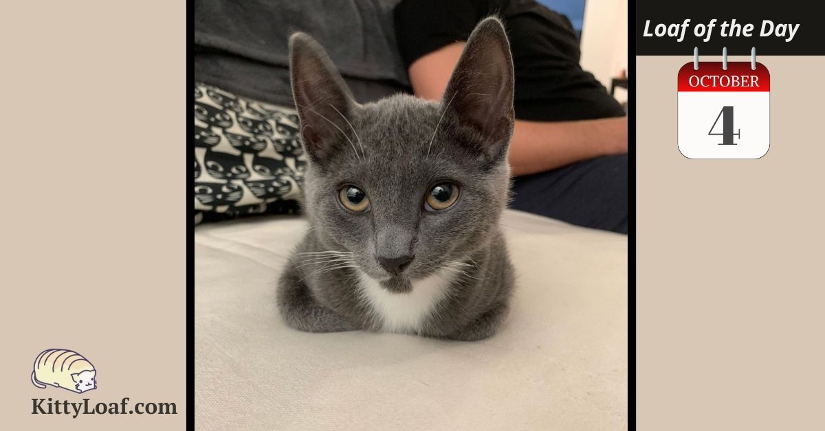 Loaf of the Day – 4/27/18 - Kitty Loaf