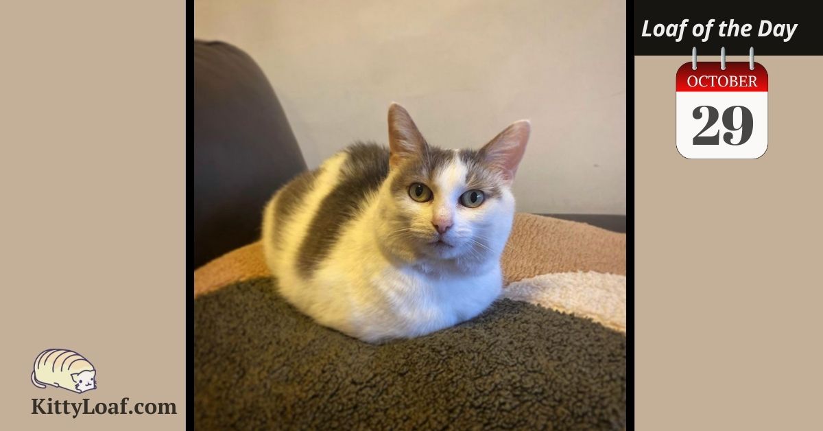 Loaf of the Day – 10/29/21 - Kitty Loaf