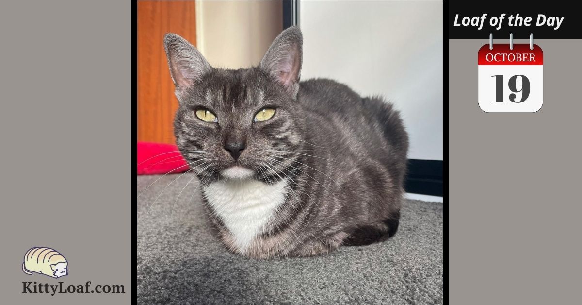 Loaf of the Day – 10/19/21 - Kitty Loaf