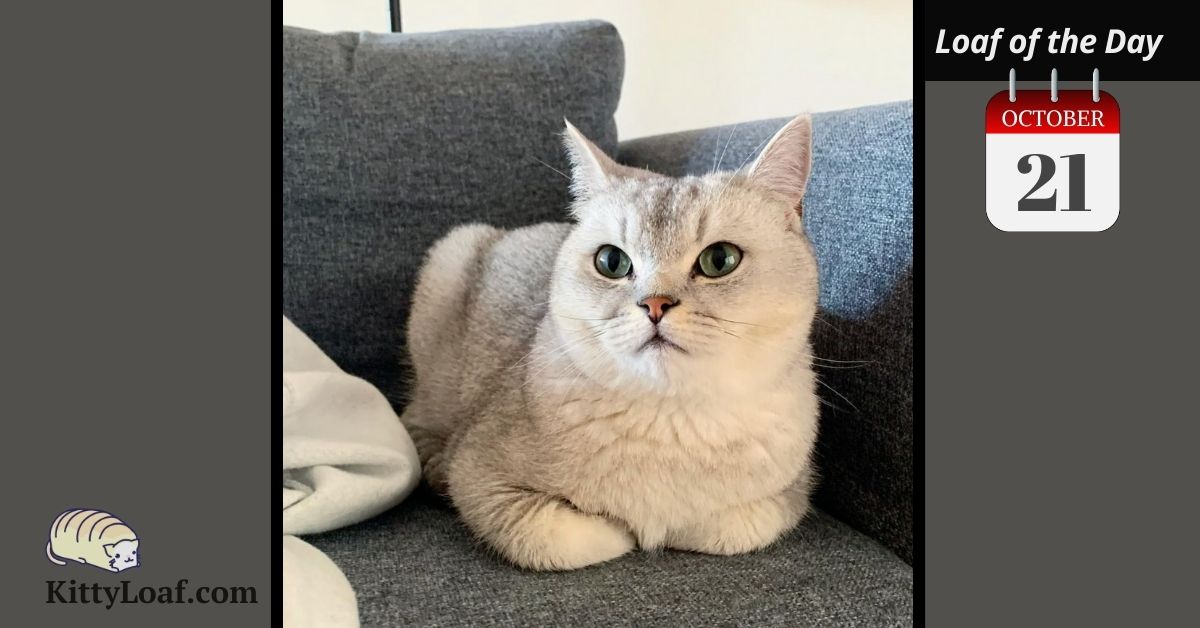 Loaf of the Day – 10/21/21 - Kitty Loaf