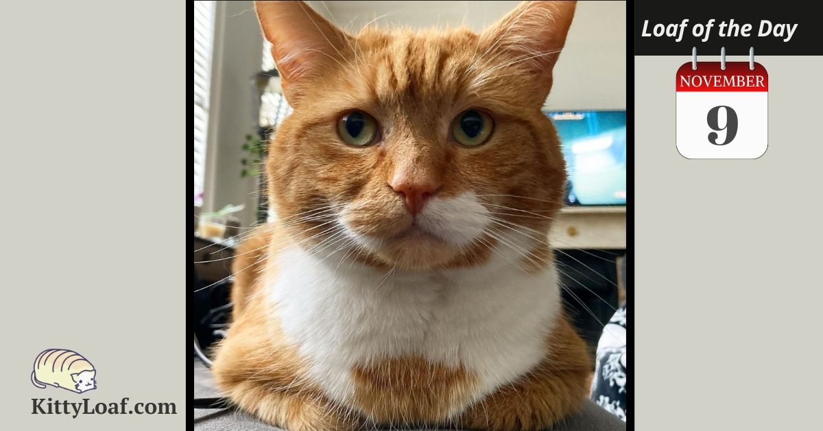 Loaf of the Day – 11/9/21 - Kitty Loaf