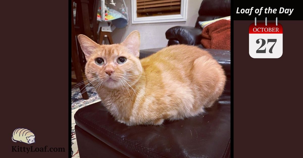 Loaf of the Day – 10/27/21 - Kitty Loaf