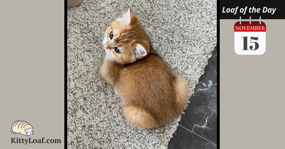 Loaf of the Day – 11/15/21 - Kitty Loaf