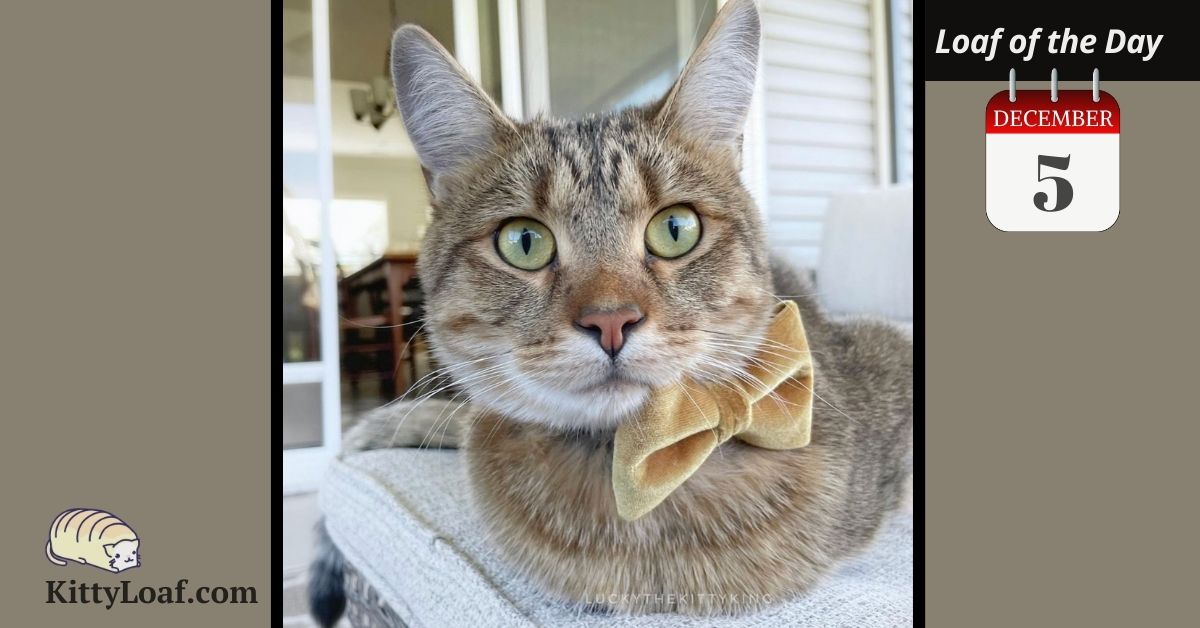 Loaf of the Day – 12/5/21 - Kitty Loaf