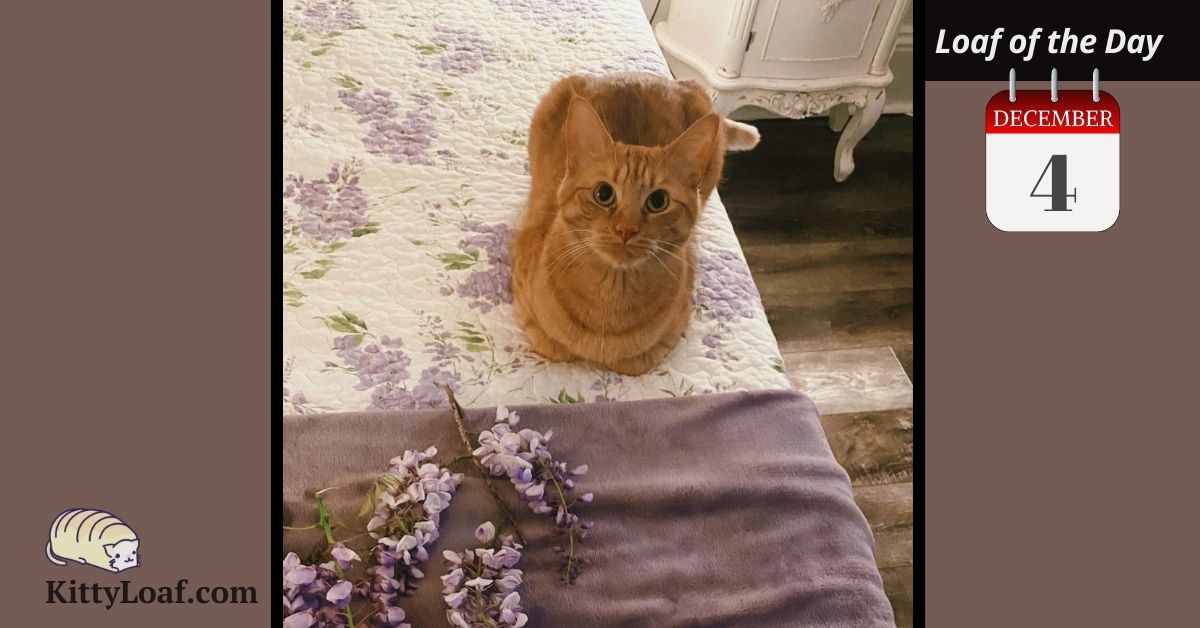 Loaf of the Day – 12/4/21 - Kitty Loaf