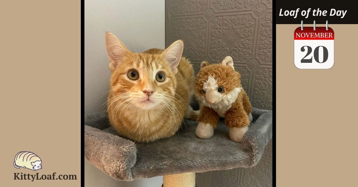 Loaf of the Day – 11/20/21 - Kitty Loaf