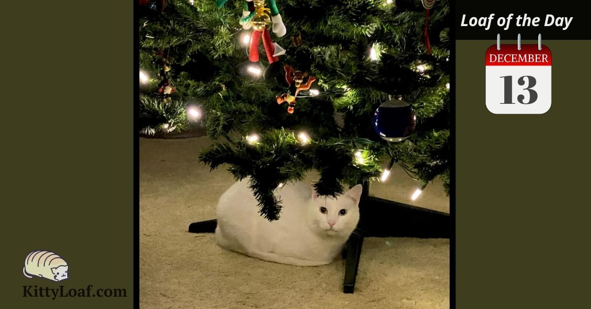 Loaf of the Day – 12/13/21 - Kitty Loaf