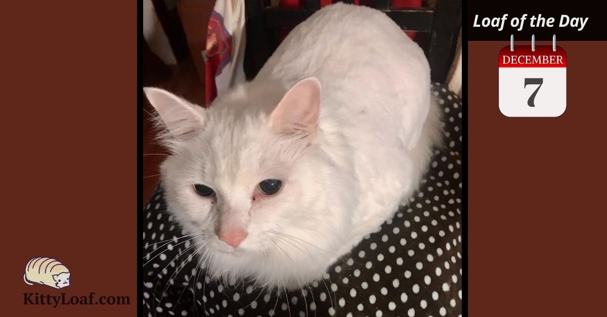 Loaf of the Day – 7/14/17 - Kitty Loaf