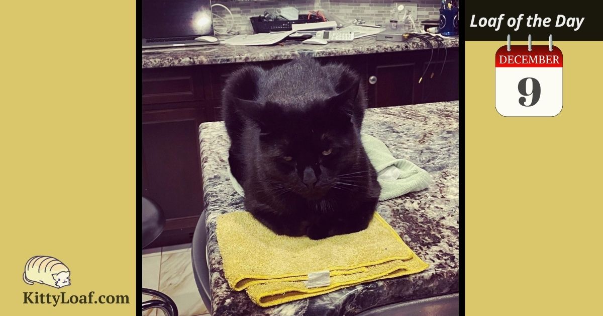 Loaf of the Day – 12/9/21 - Kitty Loaf