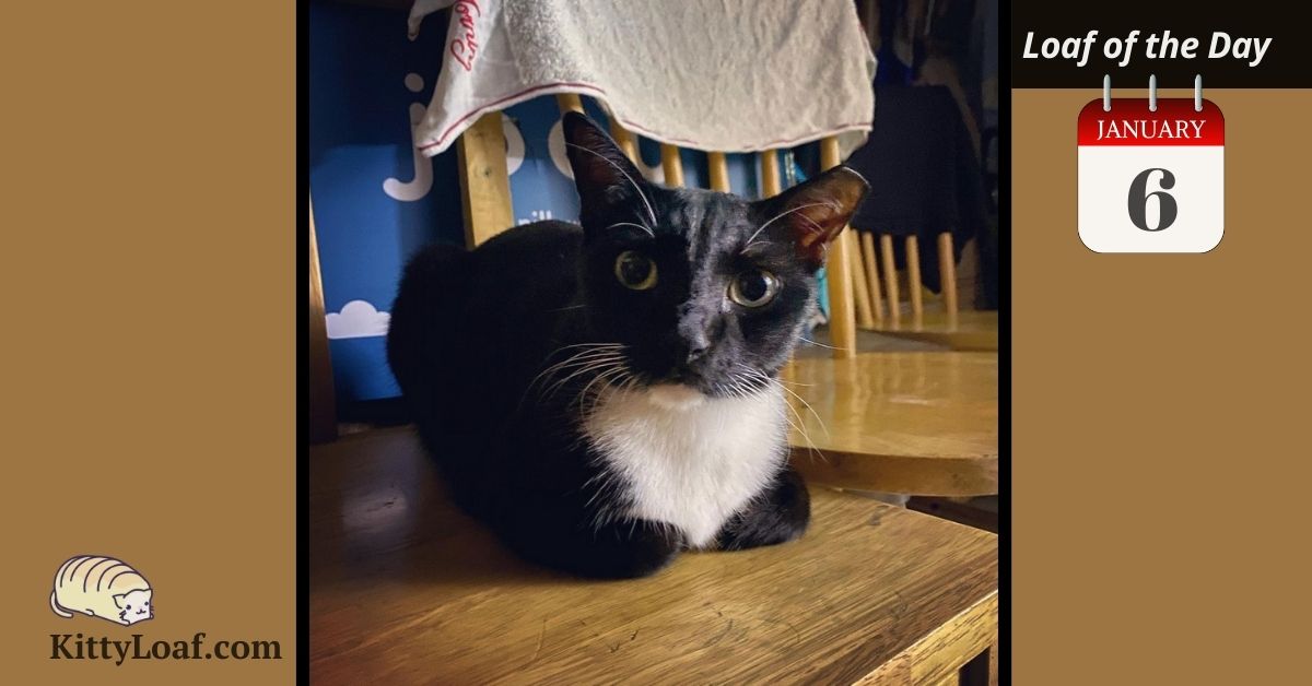 Loaf of the Day – 1/6/22 - Kitty Loaf