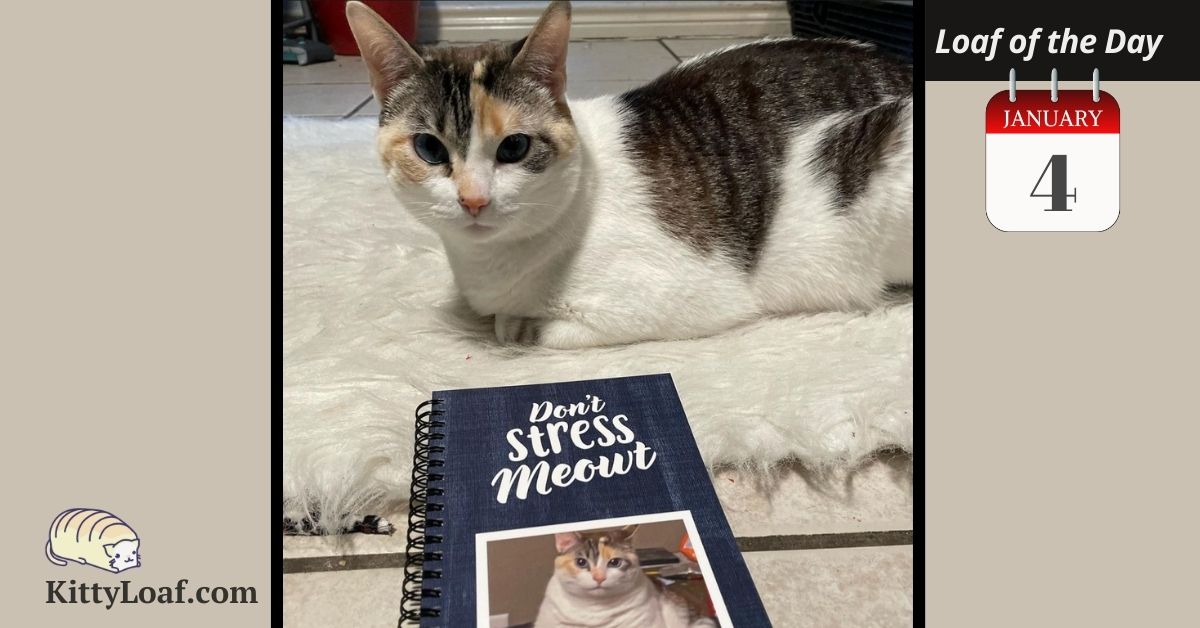 Loaf of the Day – 1/4/22 - Kitty Loaf