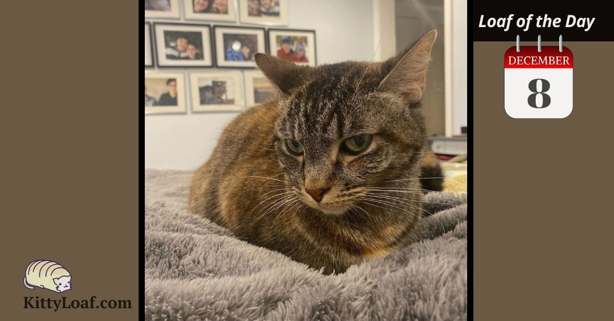 Loaf of the Day – 12/8/21 - Kitty Loaf