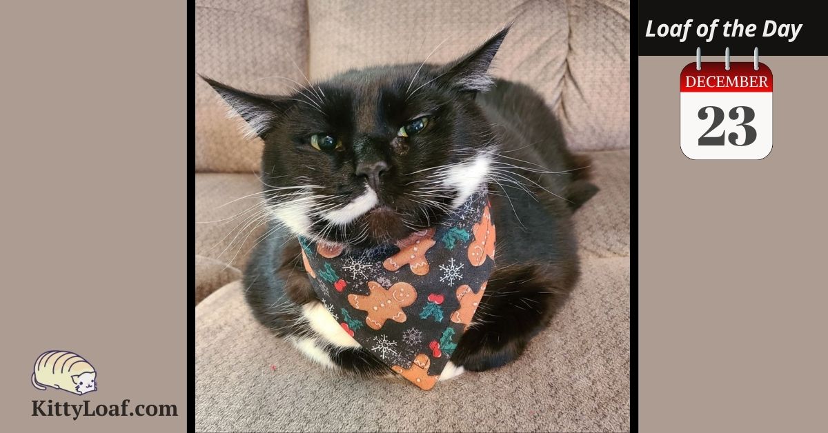 Loaf of the Day – 12/23/21 - Kitty Loaf