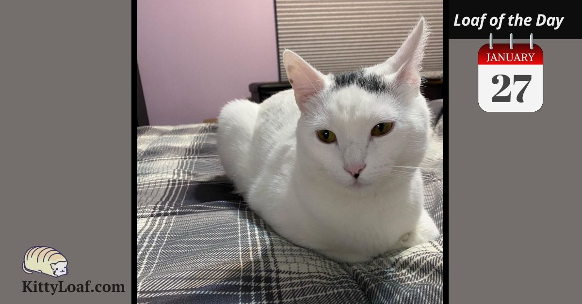 Loaf of the Day – 1/27/22 - Kitty Loaf
