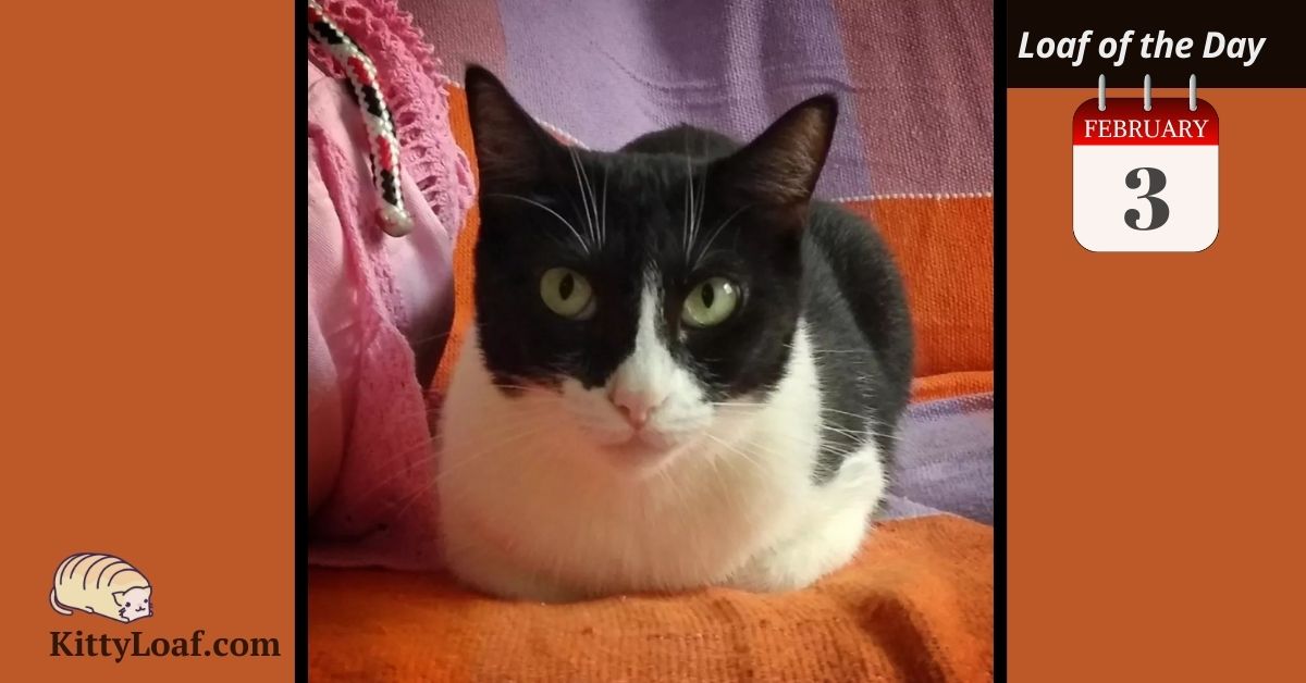 Loaf of the Day – 2/3/22 - Kitty Loaf
